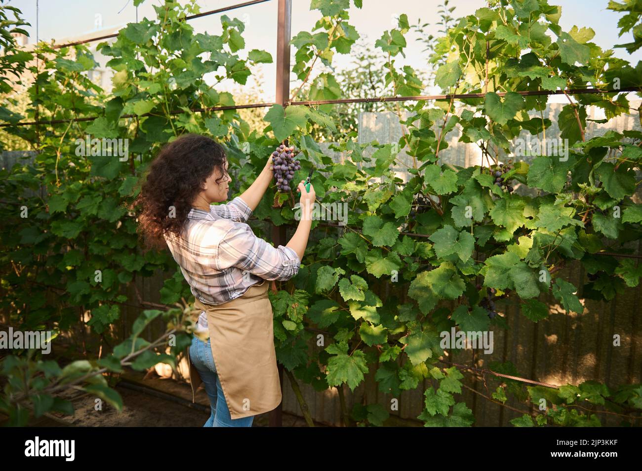 Rear view of a dark-haired woman, vintner standing in rows of vineyard ...