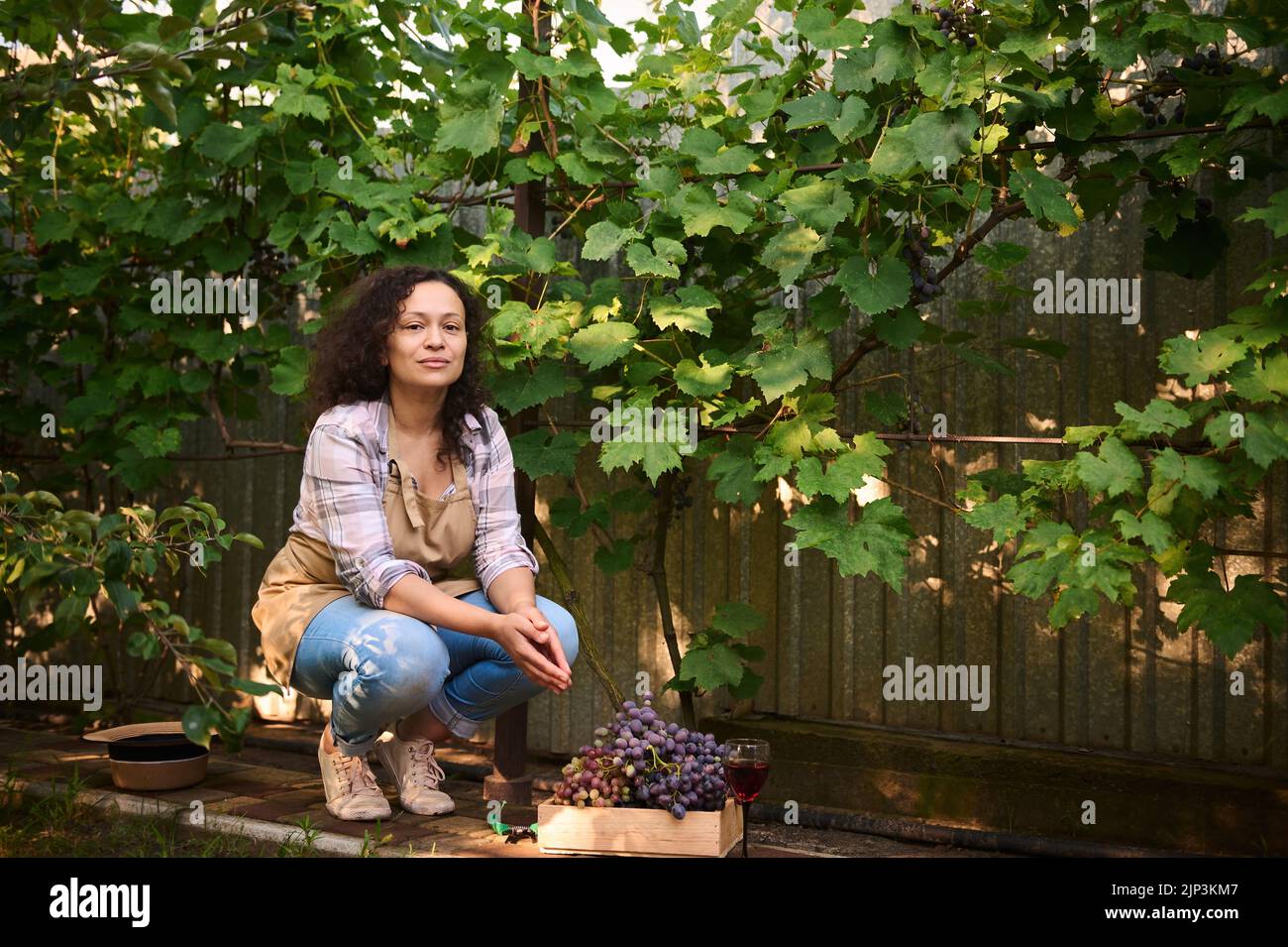 Inspired vine grower looking at camera, sitting near rows of vineyard ...