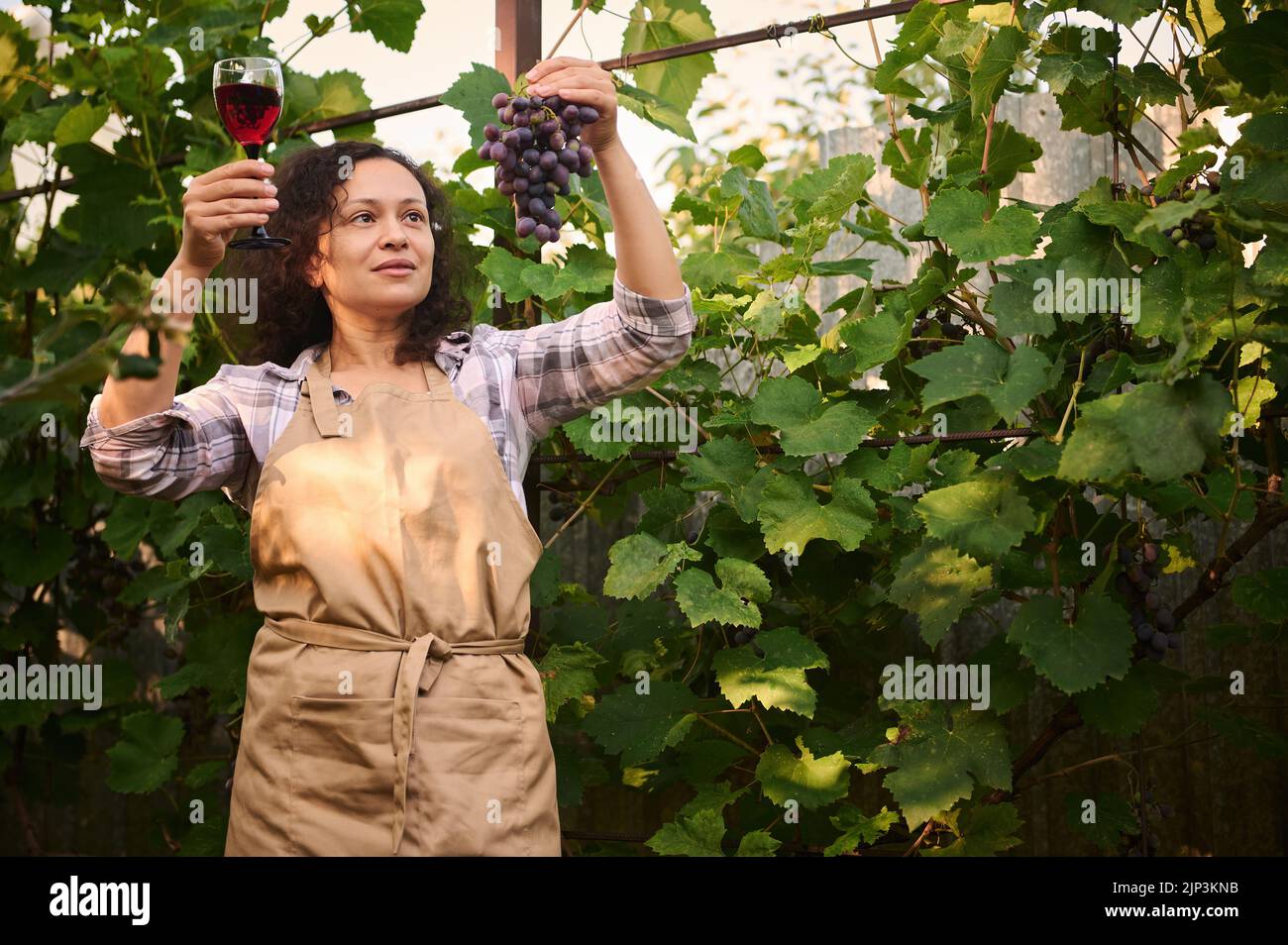 Beautiful woman viticulturist, vine grower holding and examining a bunch of grapes and a glass ...