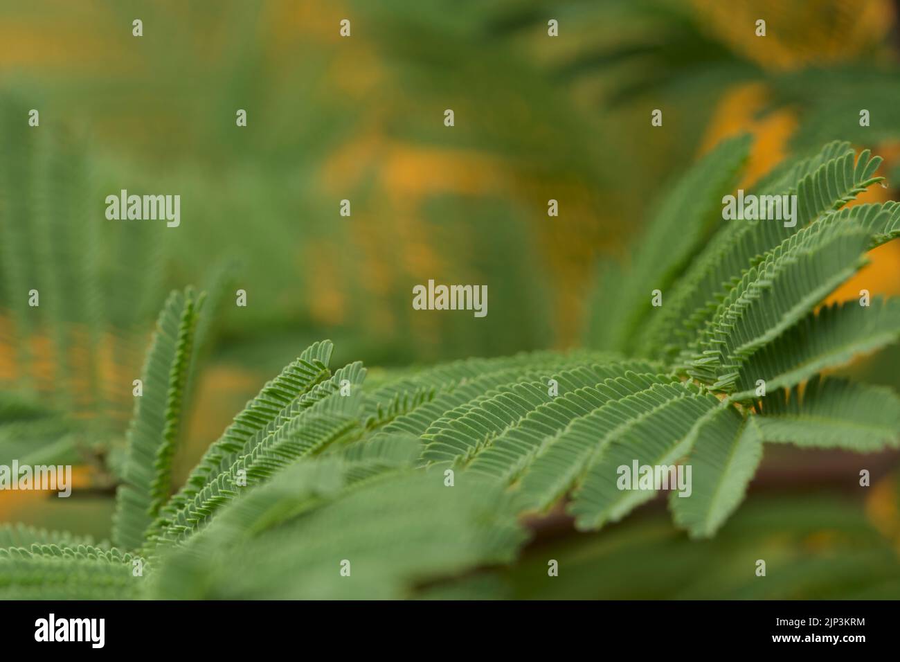 European mimosa Acacia dealbata Stock Photo - Alamy