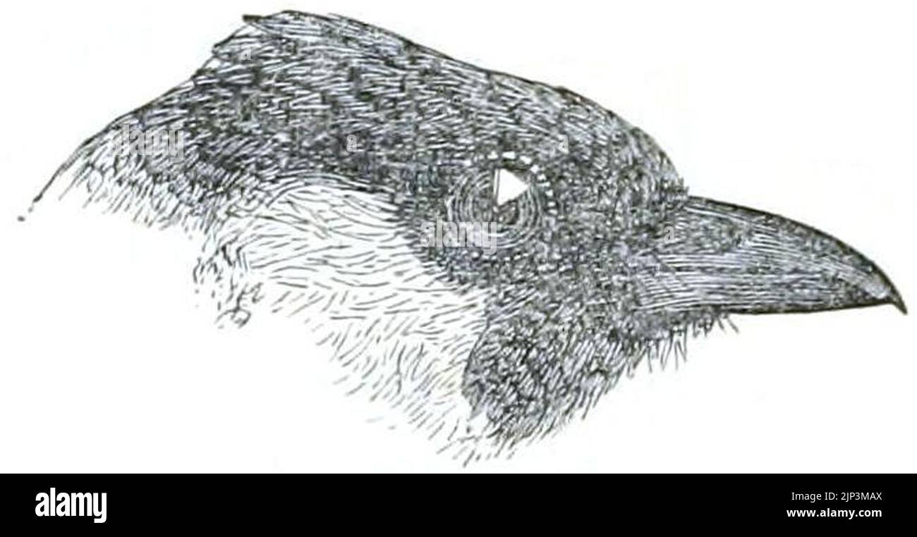 The Fauna of British India, including Ceylon and Burma (Birds Vol 1 ...