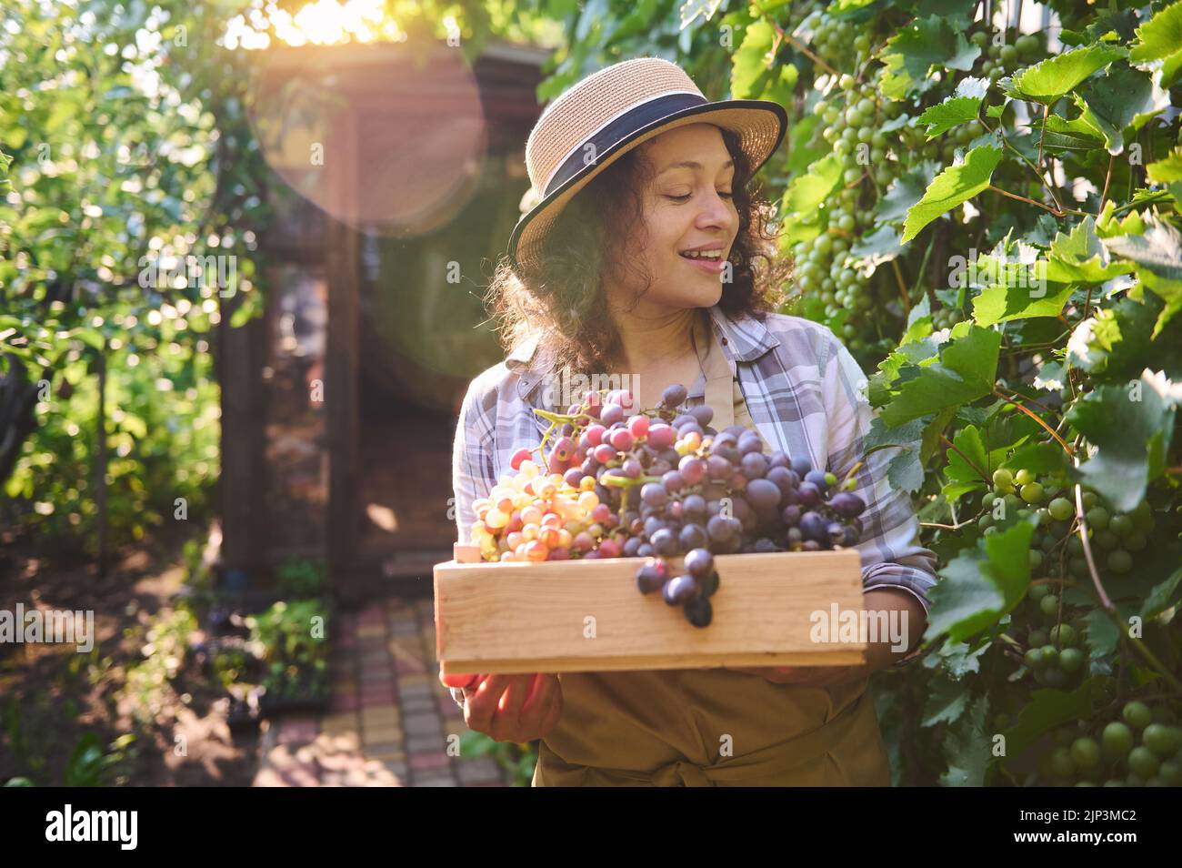 Sunbeams falling on vineyards, while a beautiful brunette woman winemaker carrying a wooden ...