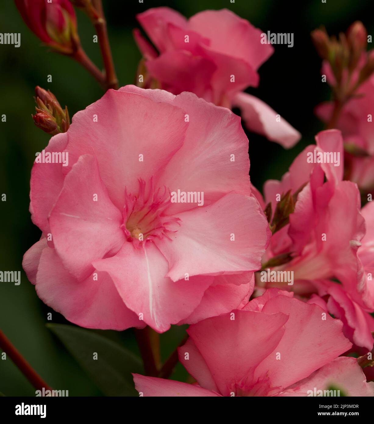 Oleander in bloom hi-res stock photography and images - Alamy
