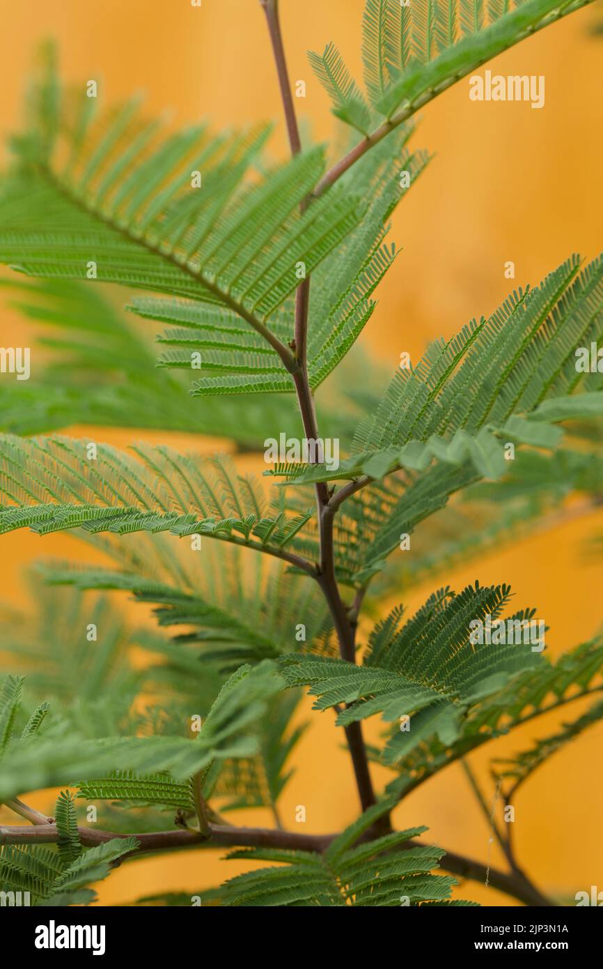 European mimosa Acacia dealbata Stock Photo - Alamy