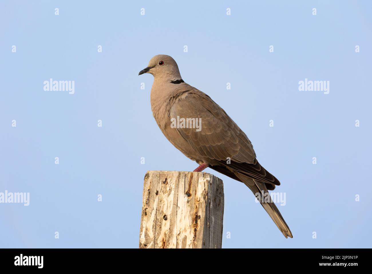 Side view of collared dove hi-res stock photography and images - Alamy