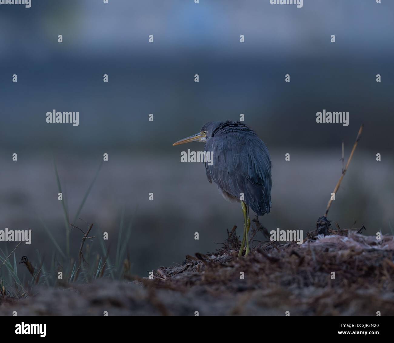 back view of western reef heron at dawn Stock Photo - Alamy