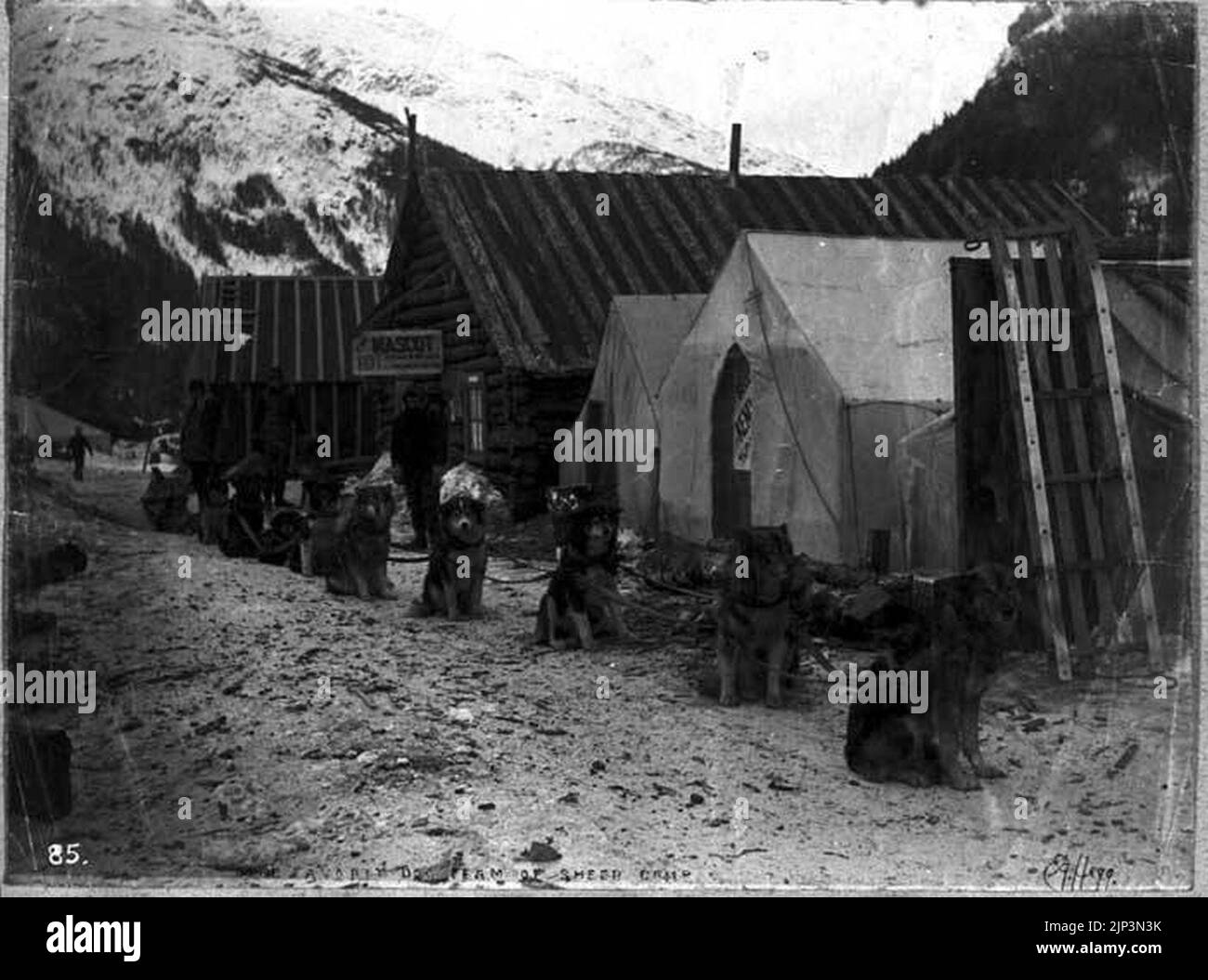 The favorite dog team of Sheep Camp, ca 1898 Stock Photo - Alamy