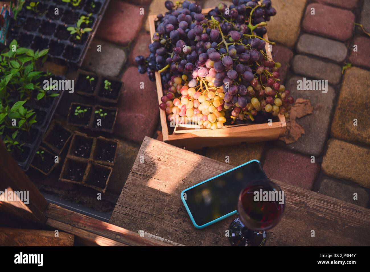 Top view. Wooden crate full of harvested organic ripe juicy grapes at ...