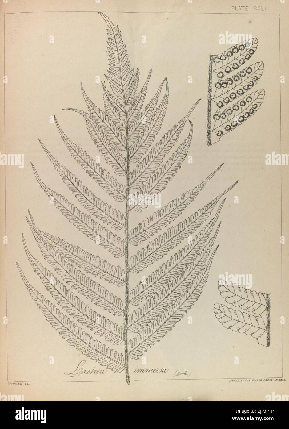 The ferns of British India (PLATE CCLII) (8530428285 Stock Photo - Alamy