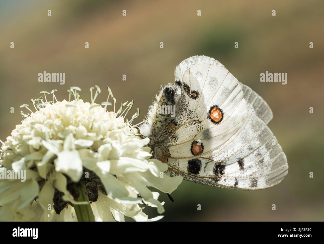 Feeding Apollo (Parnassius apollo Stock Photo - Alamy