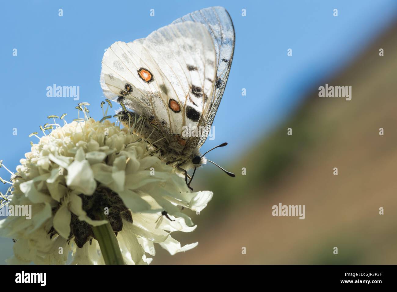 Feeding Apollo (Parnassius apollo Stock Photo - Alamy