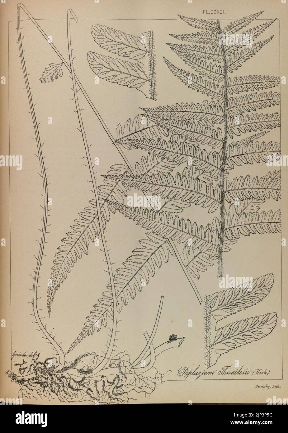 The ferns of British India (PLATE CCXCI) (8531557382 Stock Photo - Alamy