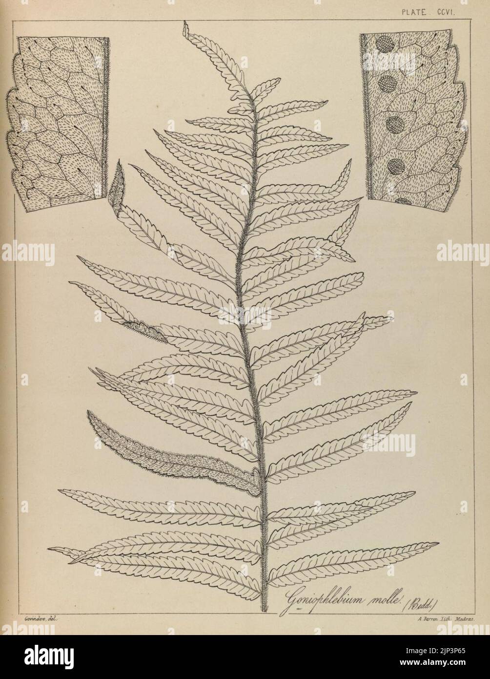 The ferns of British India (PLATE CCVI) (8531522354 Stock Photo - Alamy