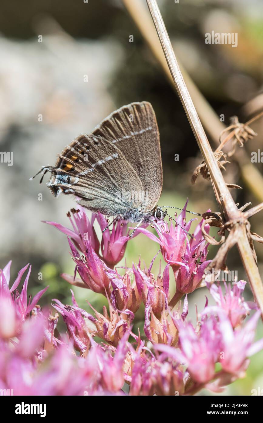 Blue spot hi-res stock photography and images - Alamy
