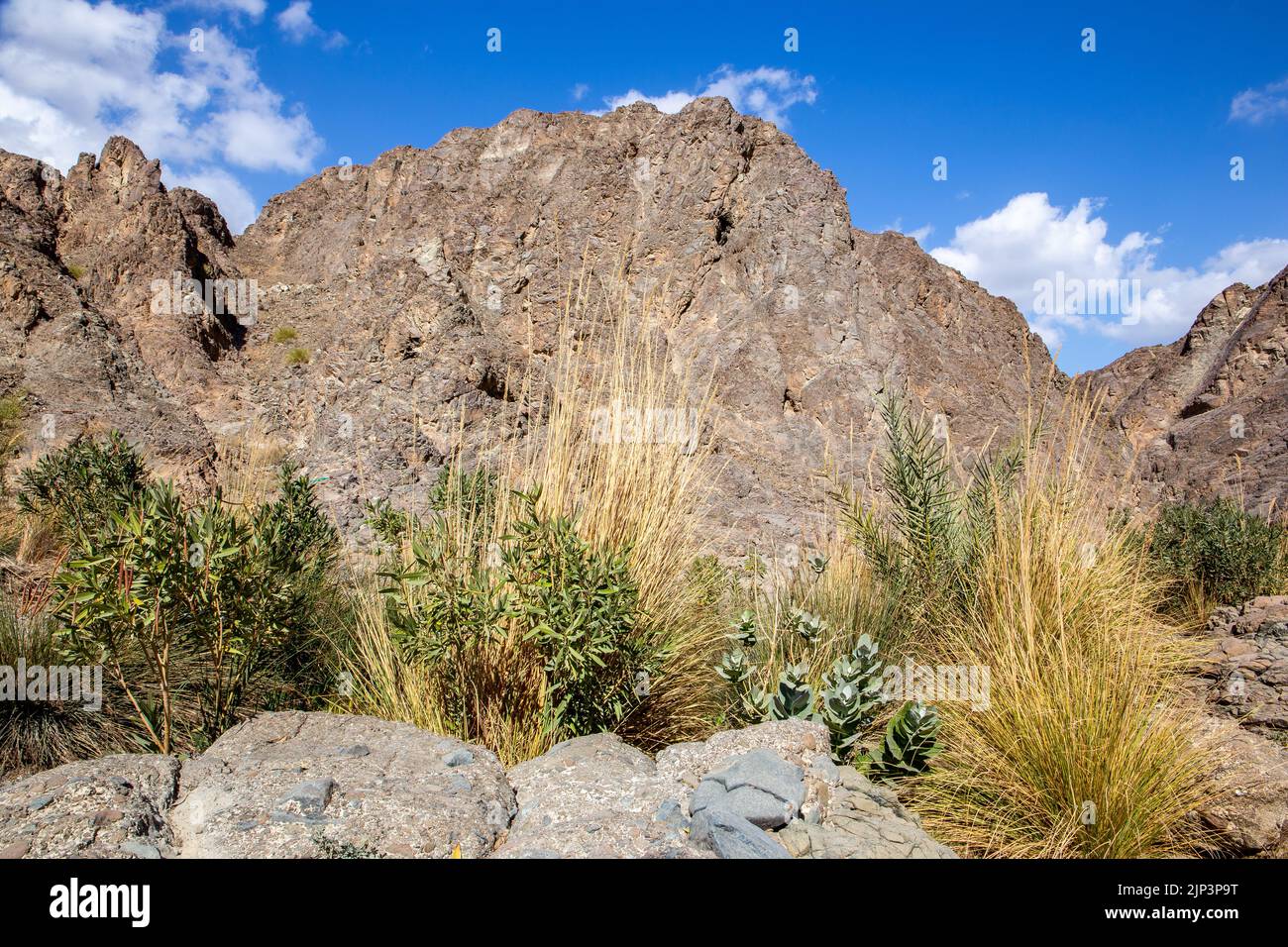 Dry riverbed of Wadi Shawka, with green vegetation, grass and palm ...