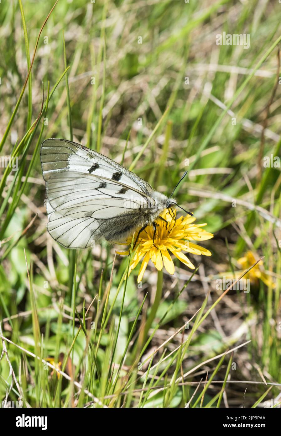 Clouded Apollo (Parnassius mnemosyone Stock Photo - Alamy