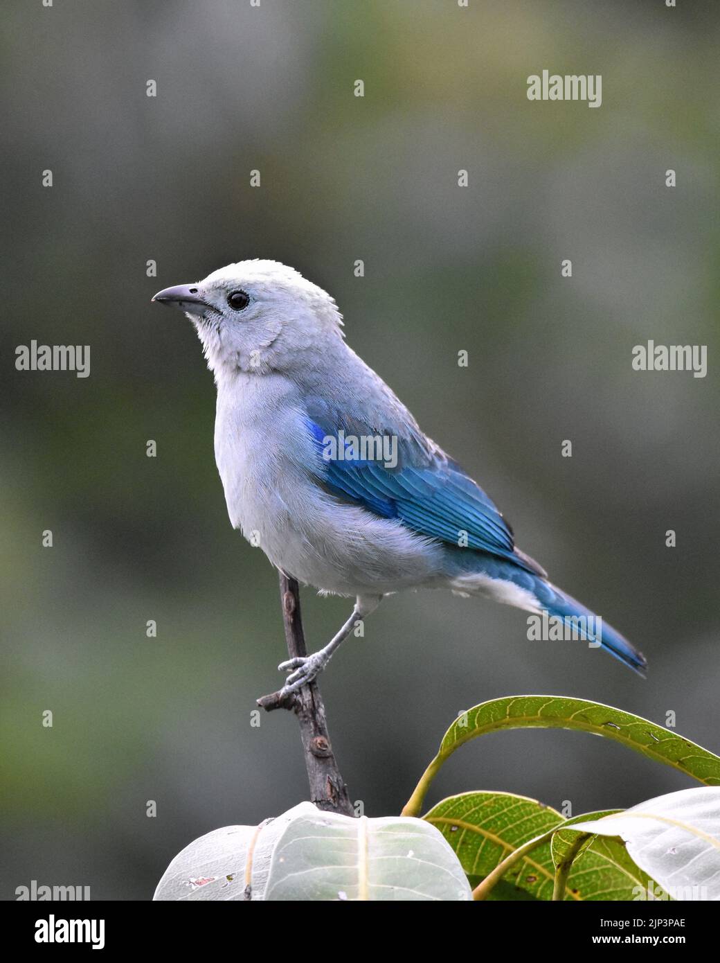 A blue-gray tanager resting on a plant against blurry background Stock ...