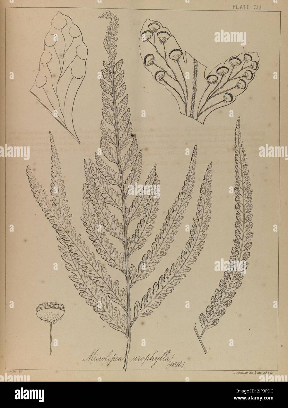 The ferns of British India (PLATE CIII) (8530310521 Stock Photo - Alamy