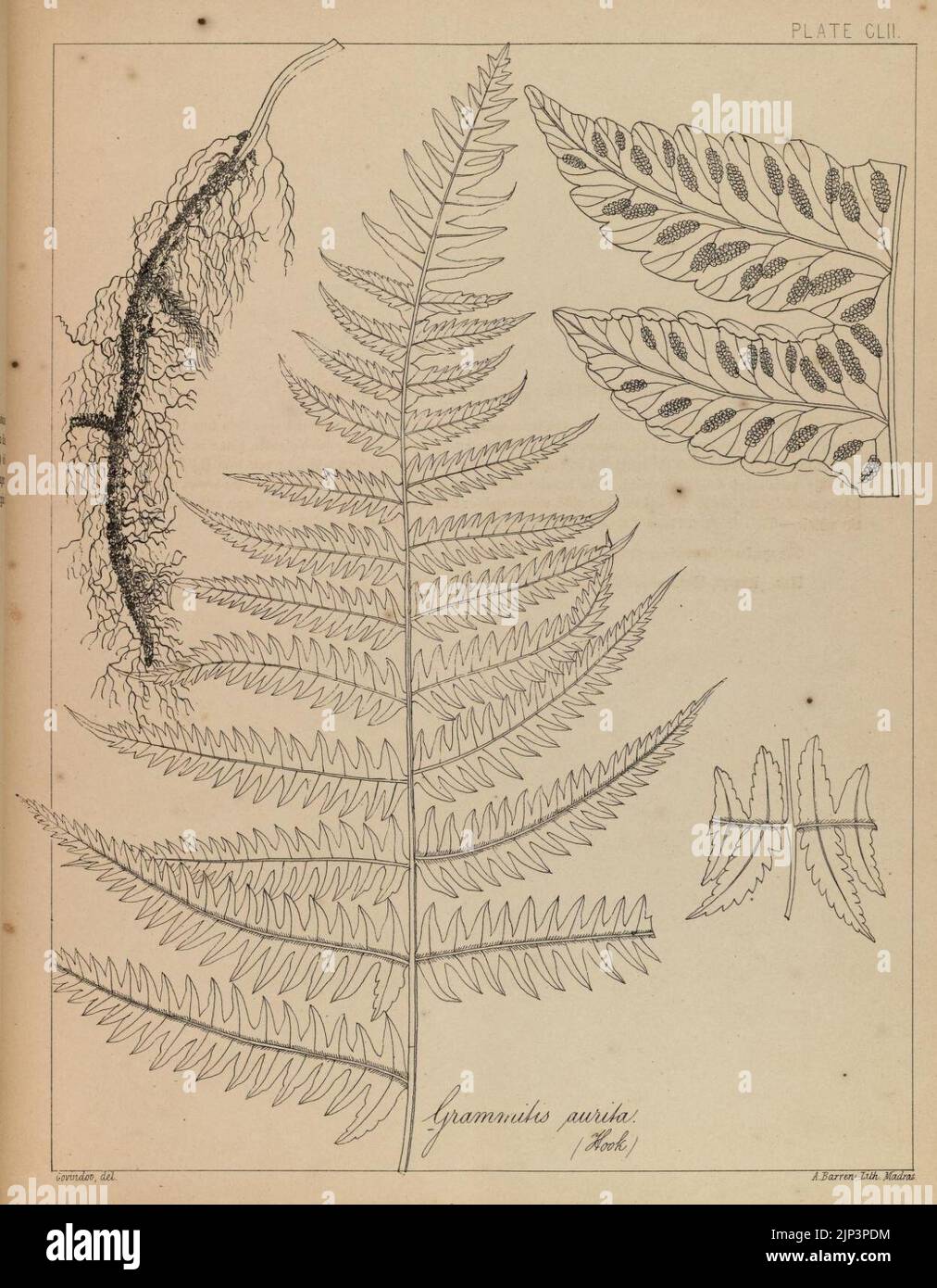 The ferns of British India (PLATE CLII) (8531443588 Stock Photo - Alamy