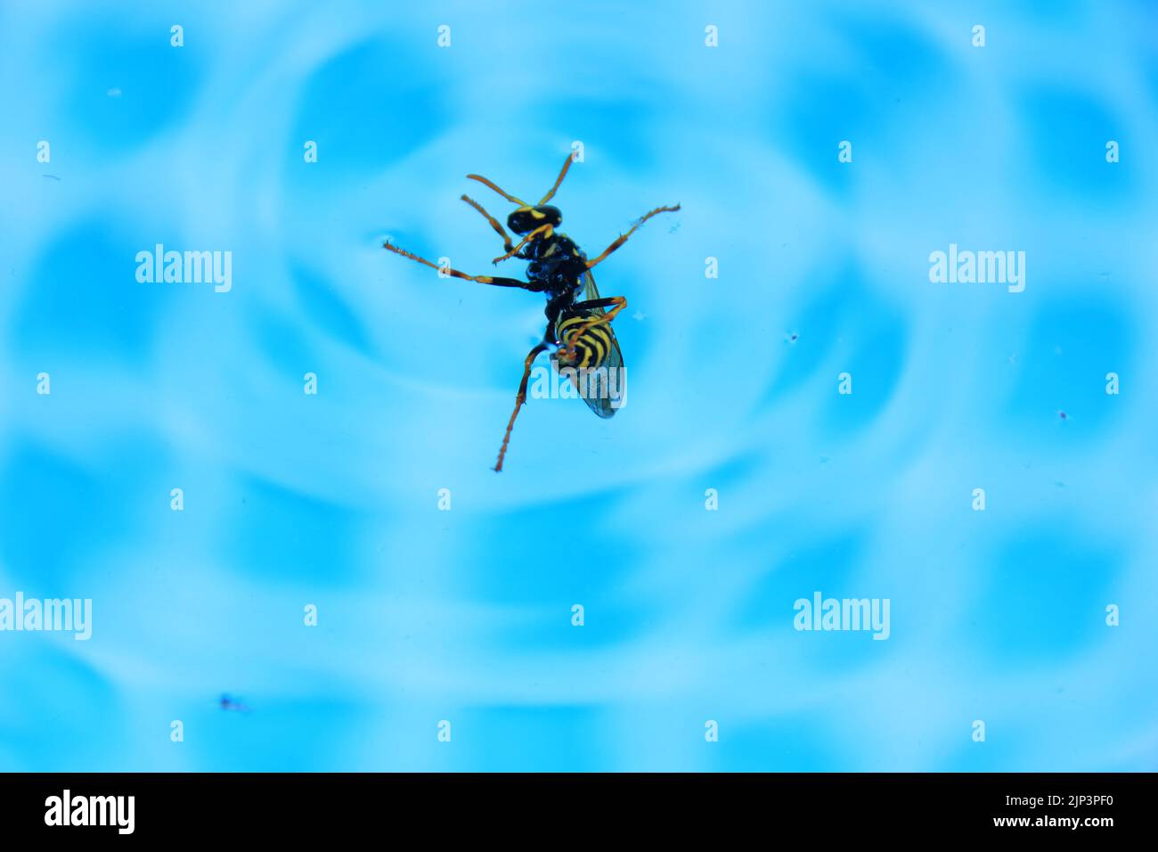 Wasp floats on the water surface in summer Stock Photo - Alamy