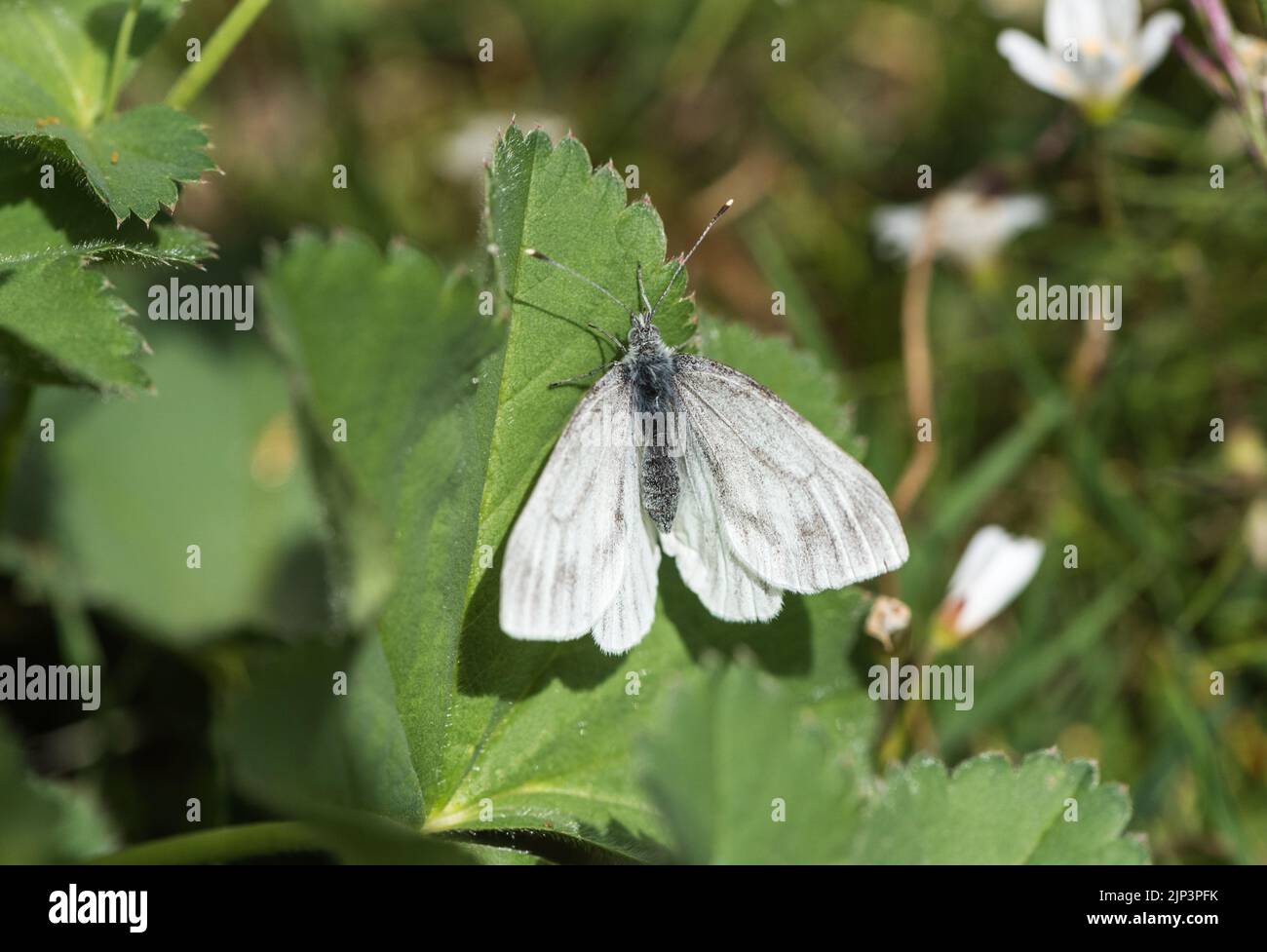 Cizgili dagbeyazmelegi hi-res stock photography and images - Alamy