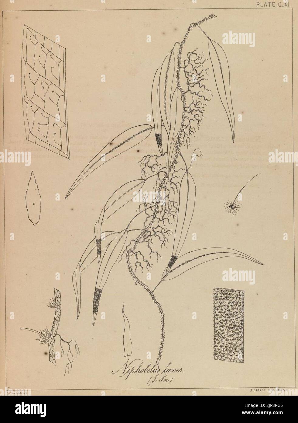 The ferns of British India (PLATE CLXI) (8530335471 Stock Photo - Alamy
