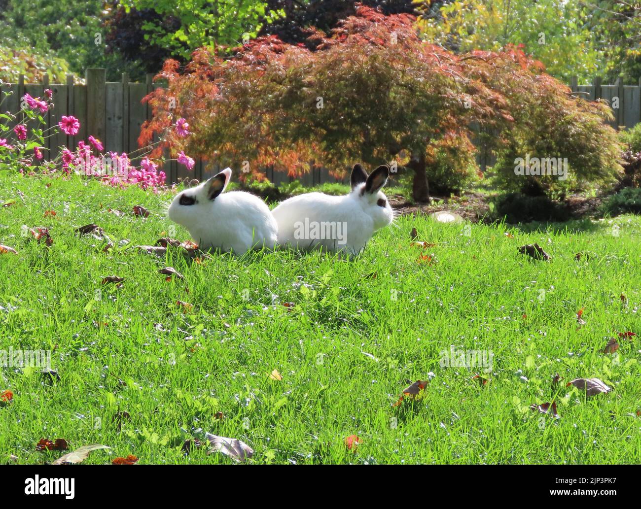 Outdoorsbunny hi-res stock photography and images - Alamy