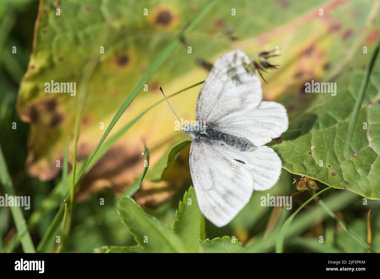 Cizgili dagbeyazmelegi hi-res stock photography and images - Alamy