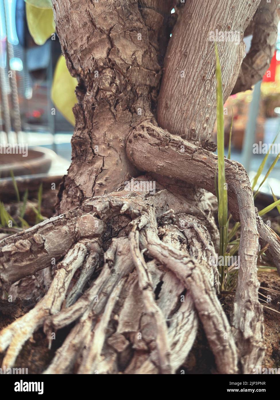 A vertical closeup shot of tangled tree roots during daytime Stock ...