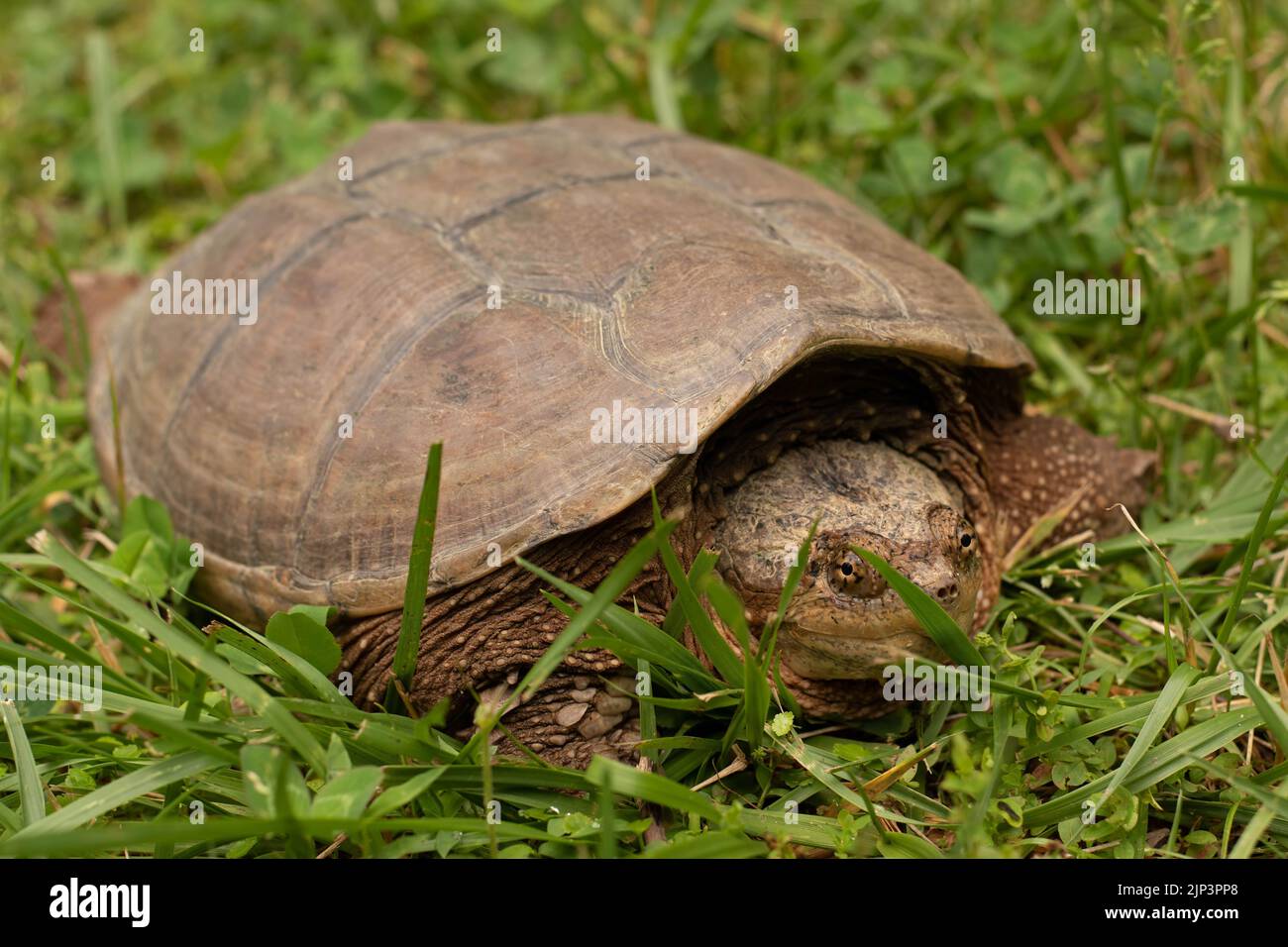 A small tortoise slowly walking at the grasses Stock Photo - Alamy