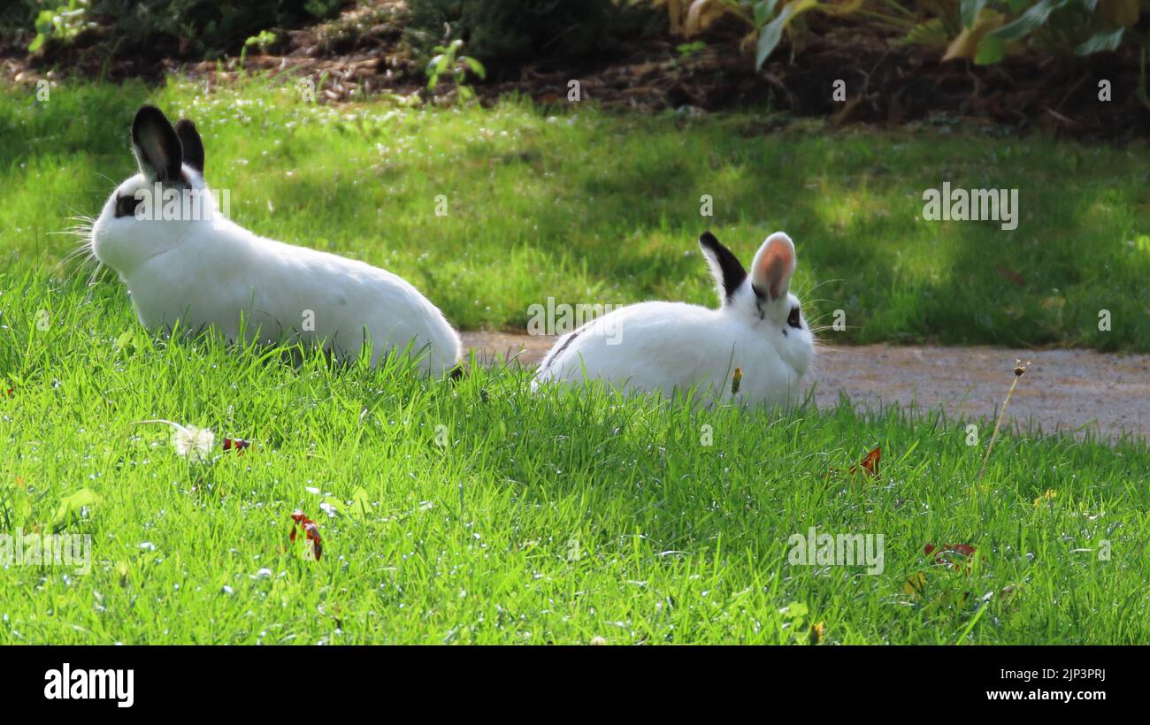 Outdoorsbunny hi-res stock photography and images - Alamy