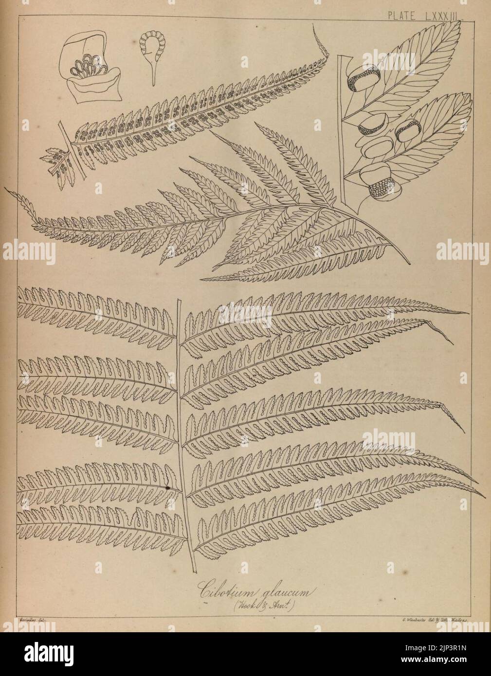 The ferns of British India (PLATE LXXXIII) (8530302371 Stock Photo - Alamy
