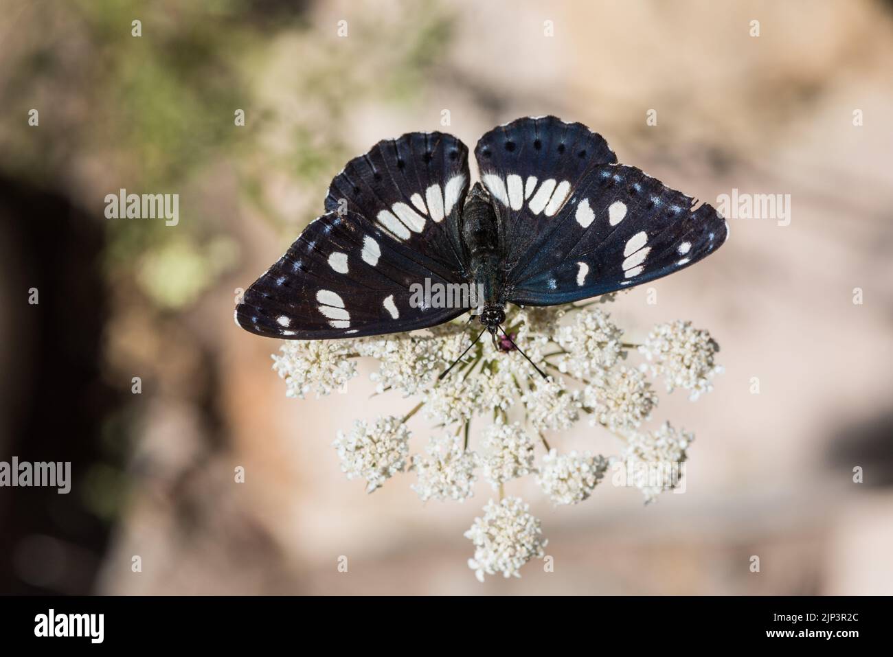 Feeding Southern White Admiral (Limenitis reducta Stock Photo - Alamy