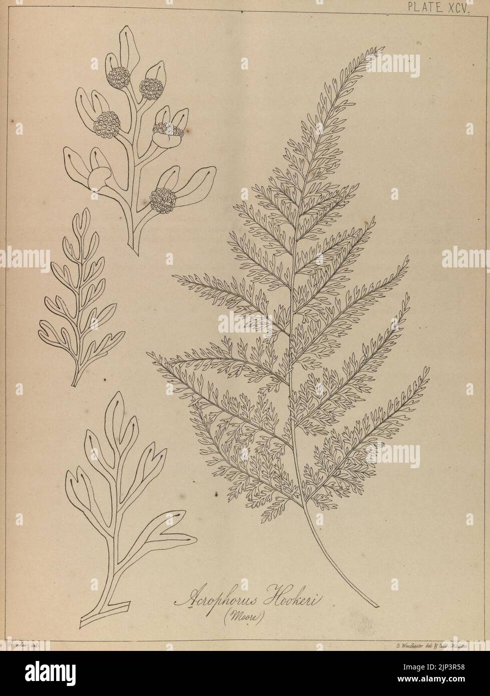 The ferns of British India (PLATE XCV) (8530307515 Stock Photo - Alamy