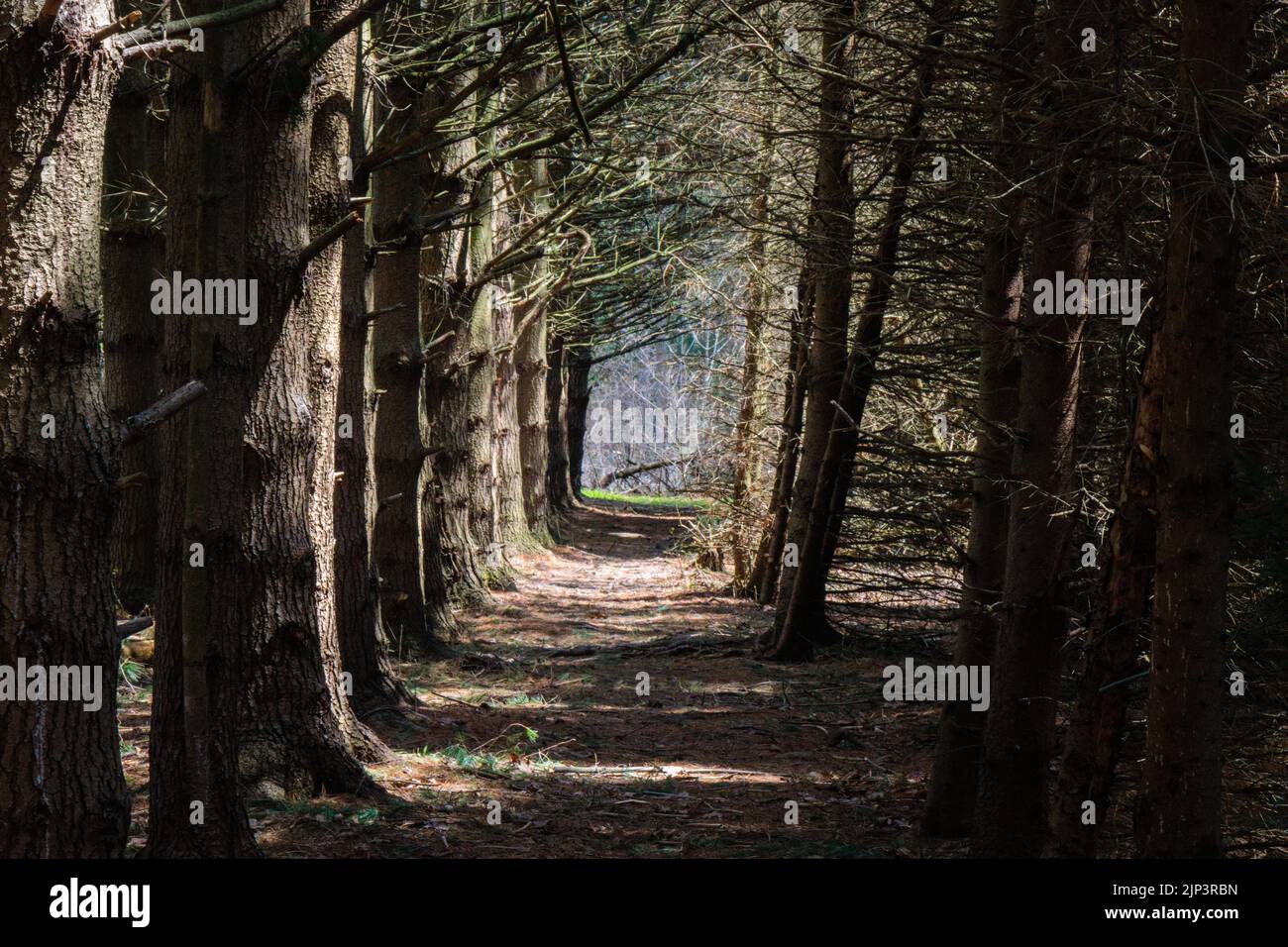 The tree-lined hiking trail into the woods on the daytime Stock Photo ...