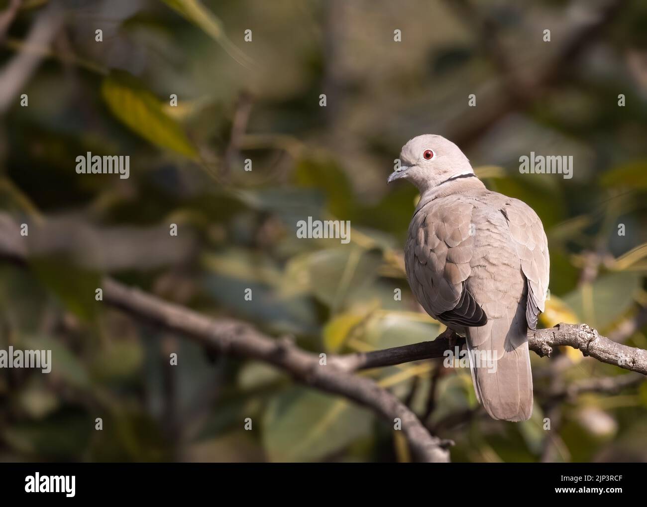 A Collar Dove resting on a tree looking back Stock Photo - Alamy