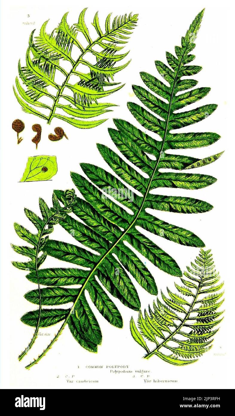 The ferns of Great Britain, and their allies the club-mosses ...