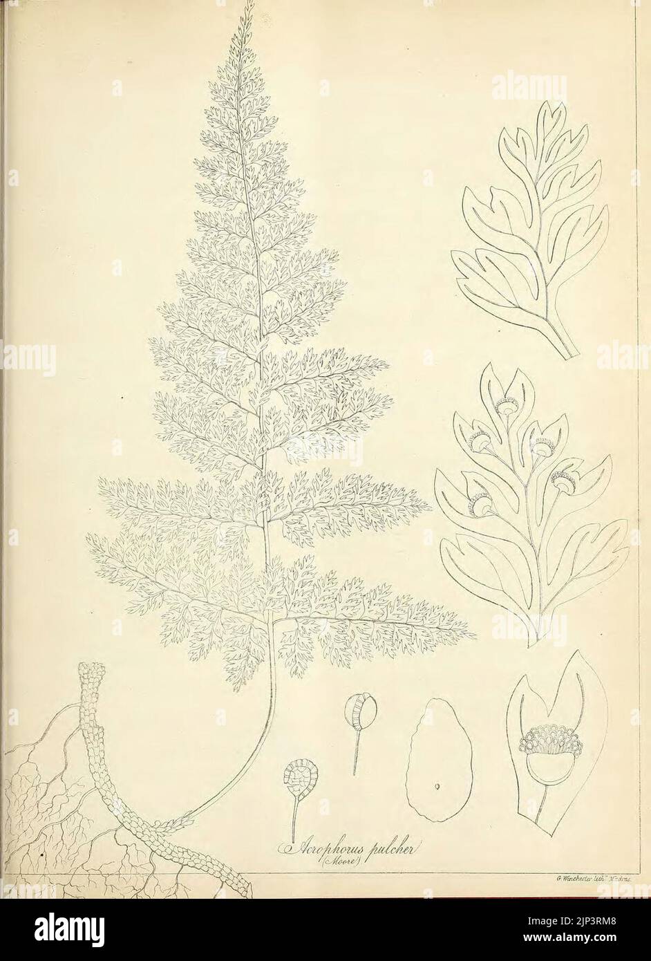 The ferns of southern India. Being descriptions and plates of the ferns ...