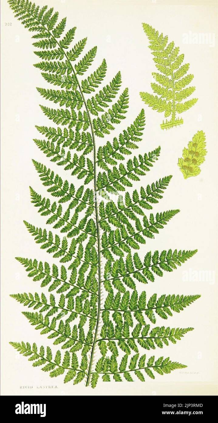 The ferns of Great Britain, and their allies the club-mosses ...