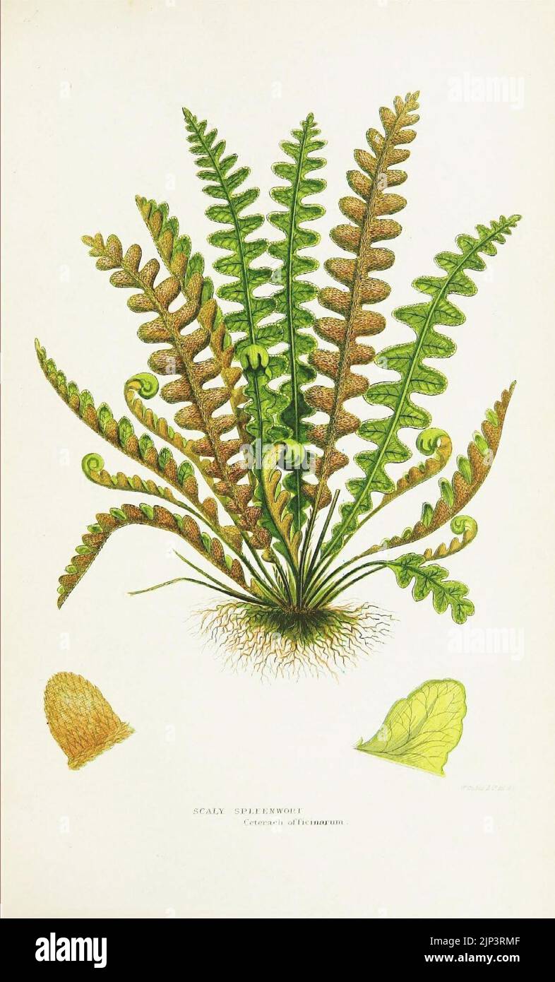 The ferns of Great Britain, and their allies the club-mosses ...