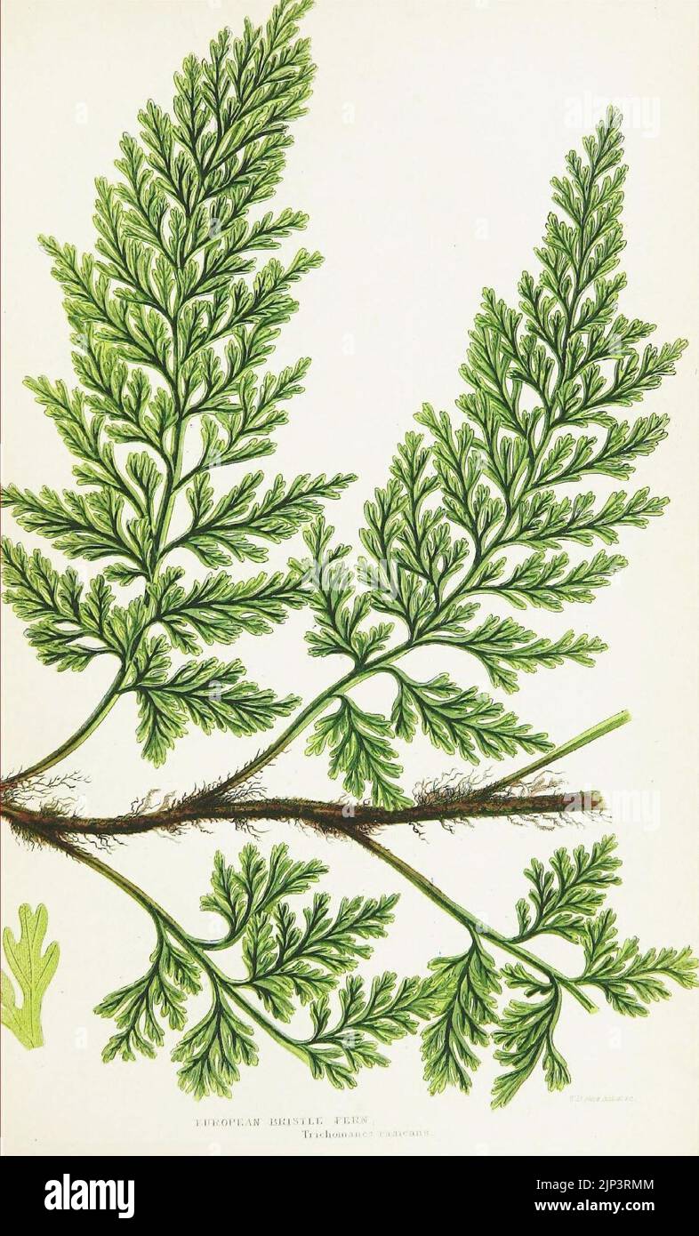 The ferns of Great Britain, and their allies the club-mosses ...