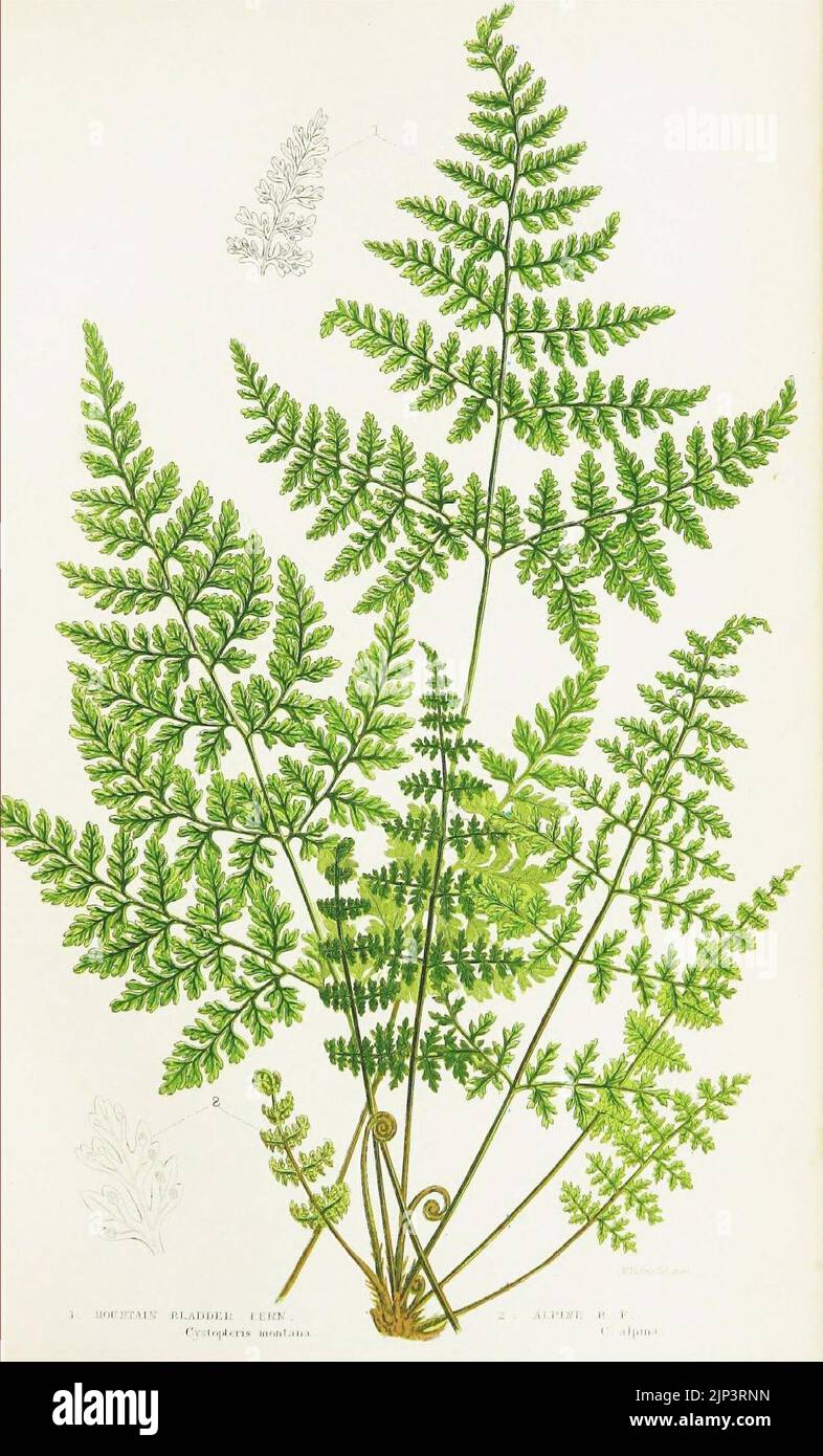 The ferns of Great Britain, and their allies the club-mosses ...