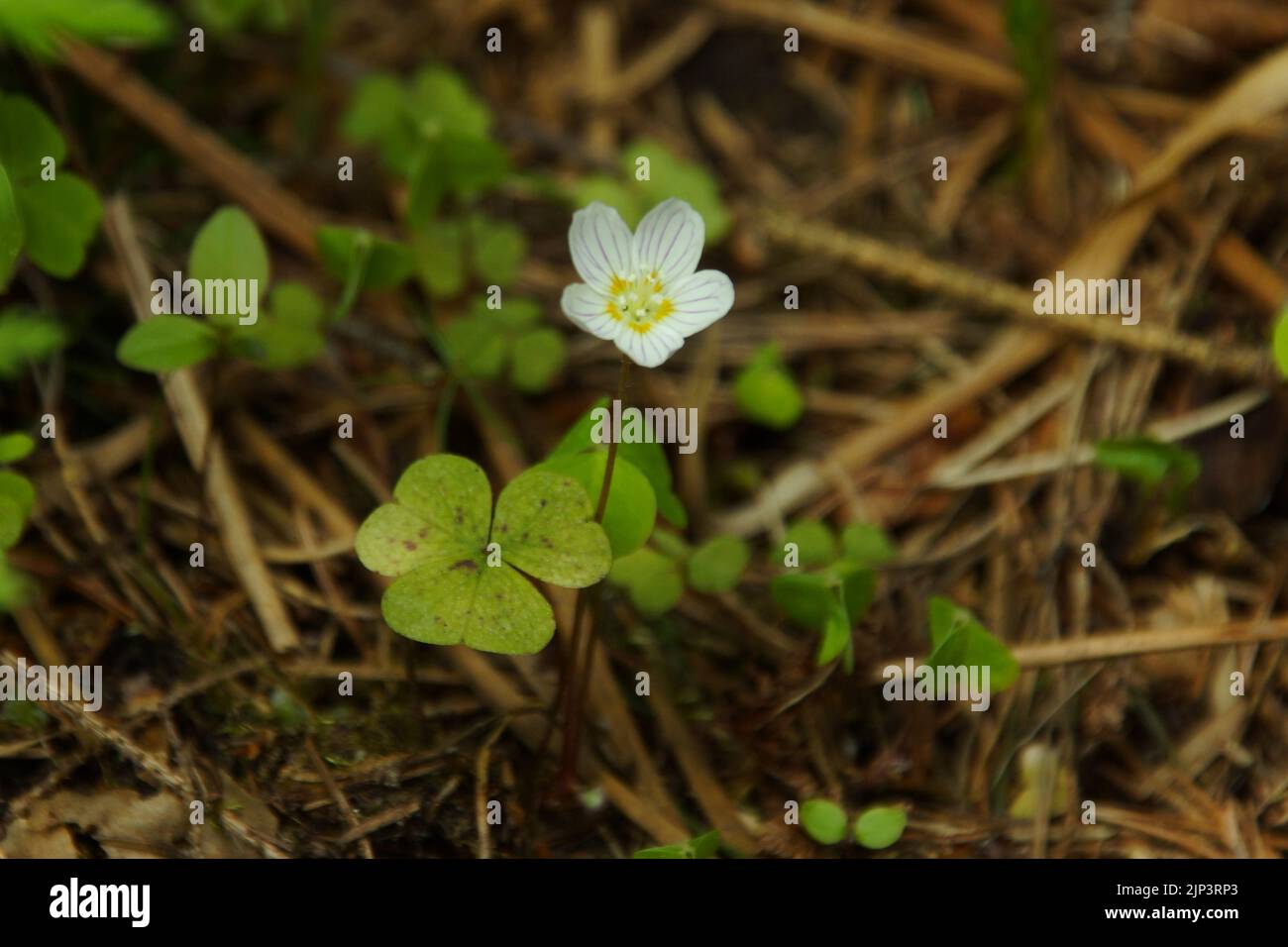 A closeup of a pretty tiny flower blooming in the woods on a blurry ...