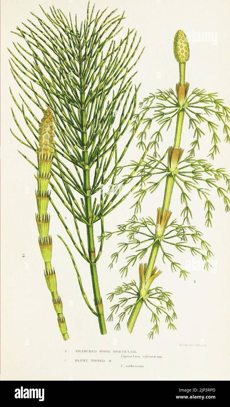 The ferns of Great Britain, and their allies the club-mosses ...