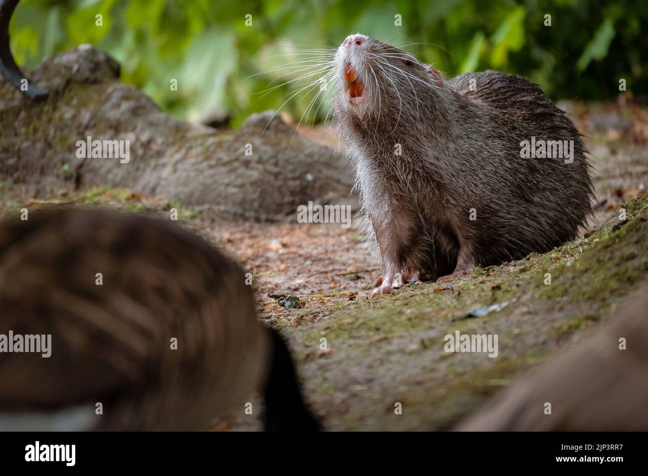 A cute Nutria or Coypu making noise with the mouth open Stock Photo - Alamy