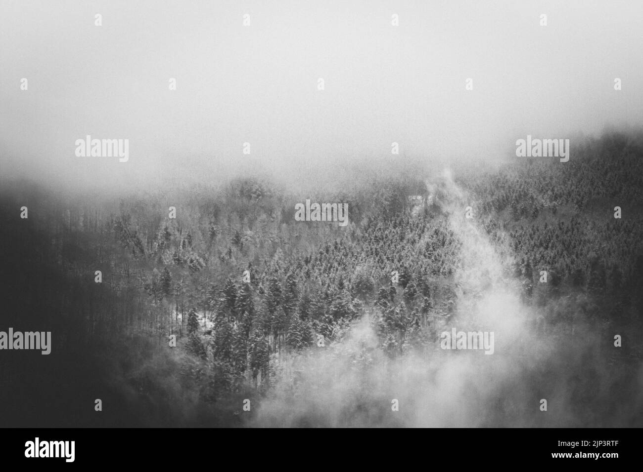 A grayscale background of a forest in winter with fog covering the ...