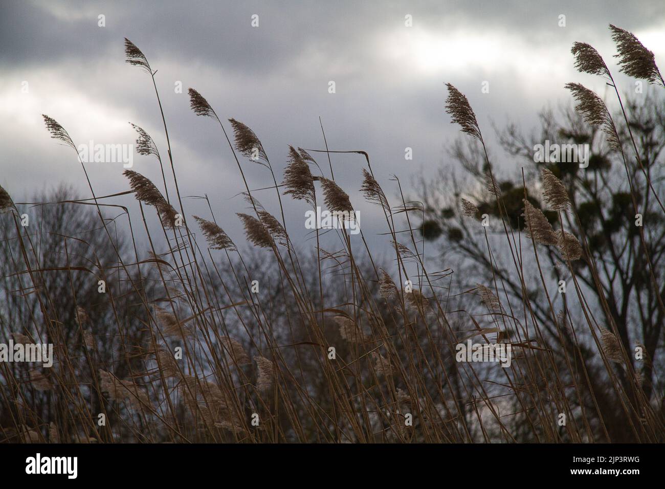Bending reeds hi-res stock photography and images - Alamy