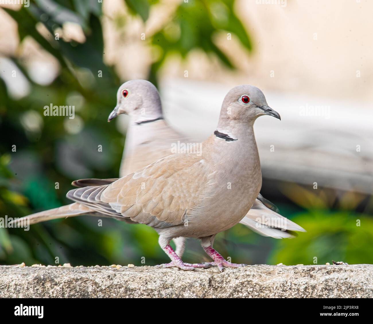 A pair of Collar Dove on a wall resting Stock Photo - Alamy