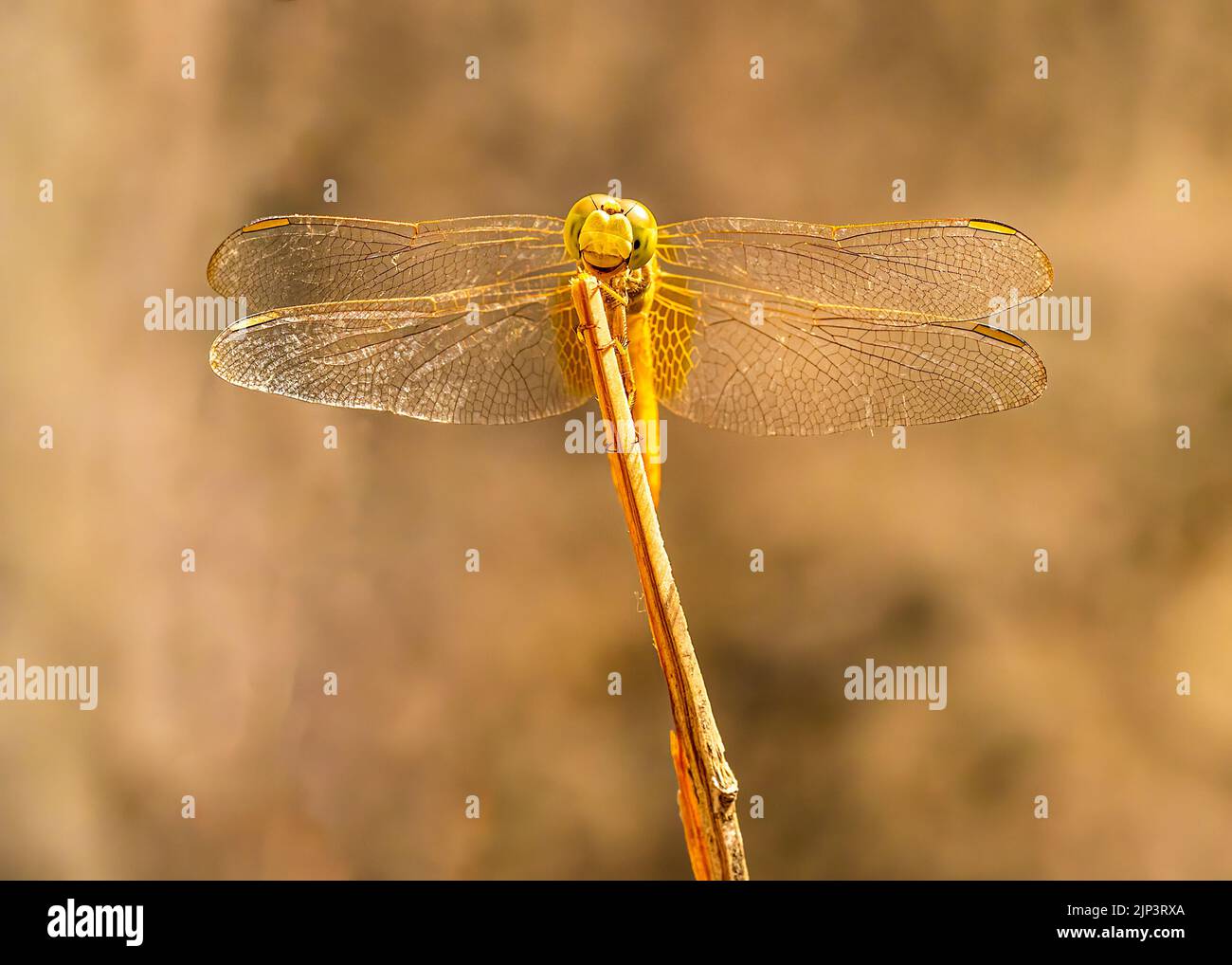 Purple dragon tree hi-res stock photography and images - Alamy