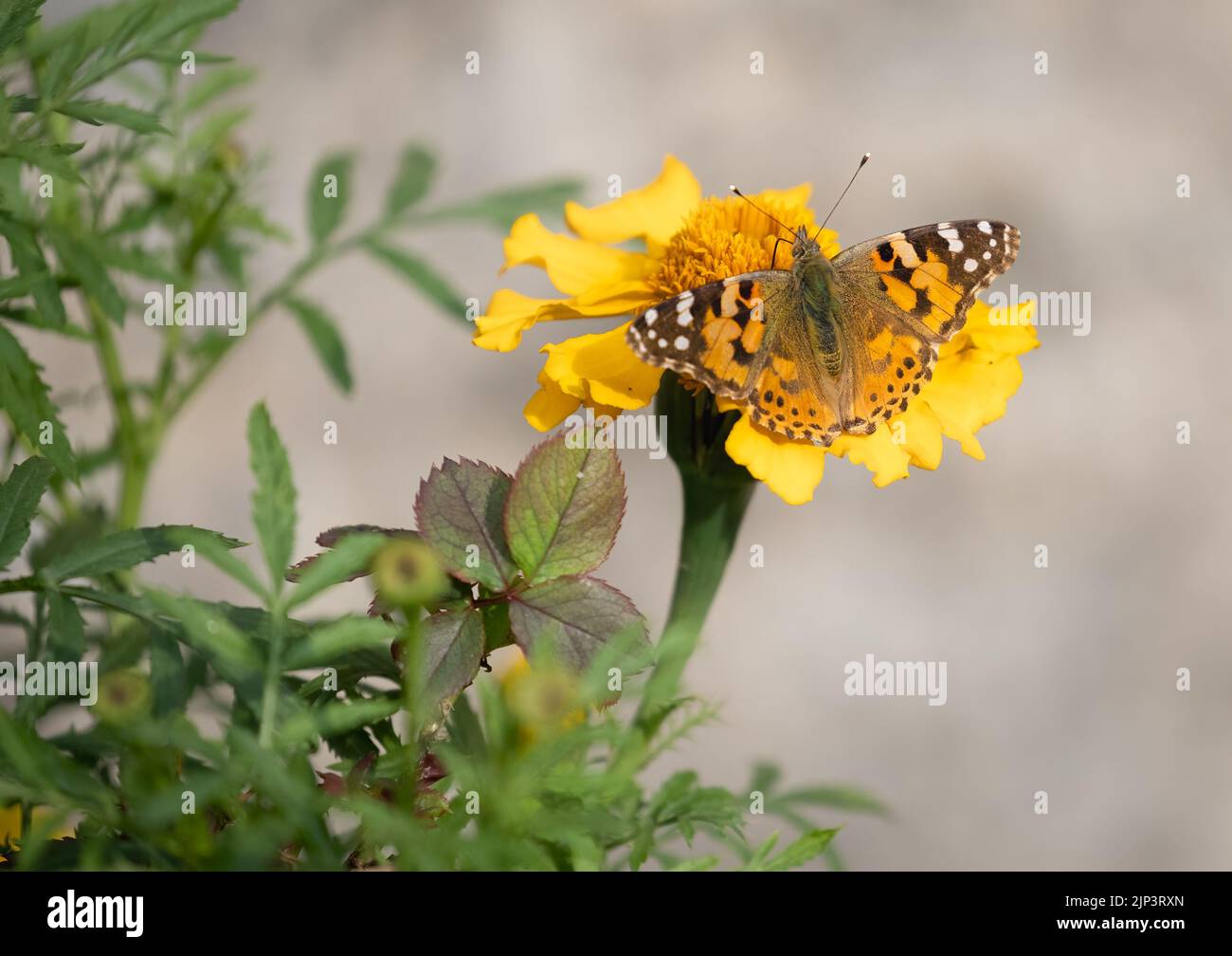 A painted lady butterfly sitting on a marigold flower Stock Photo - Alamy